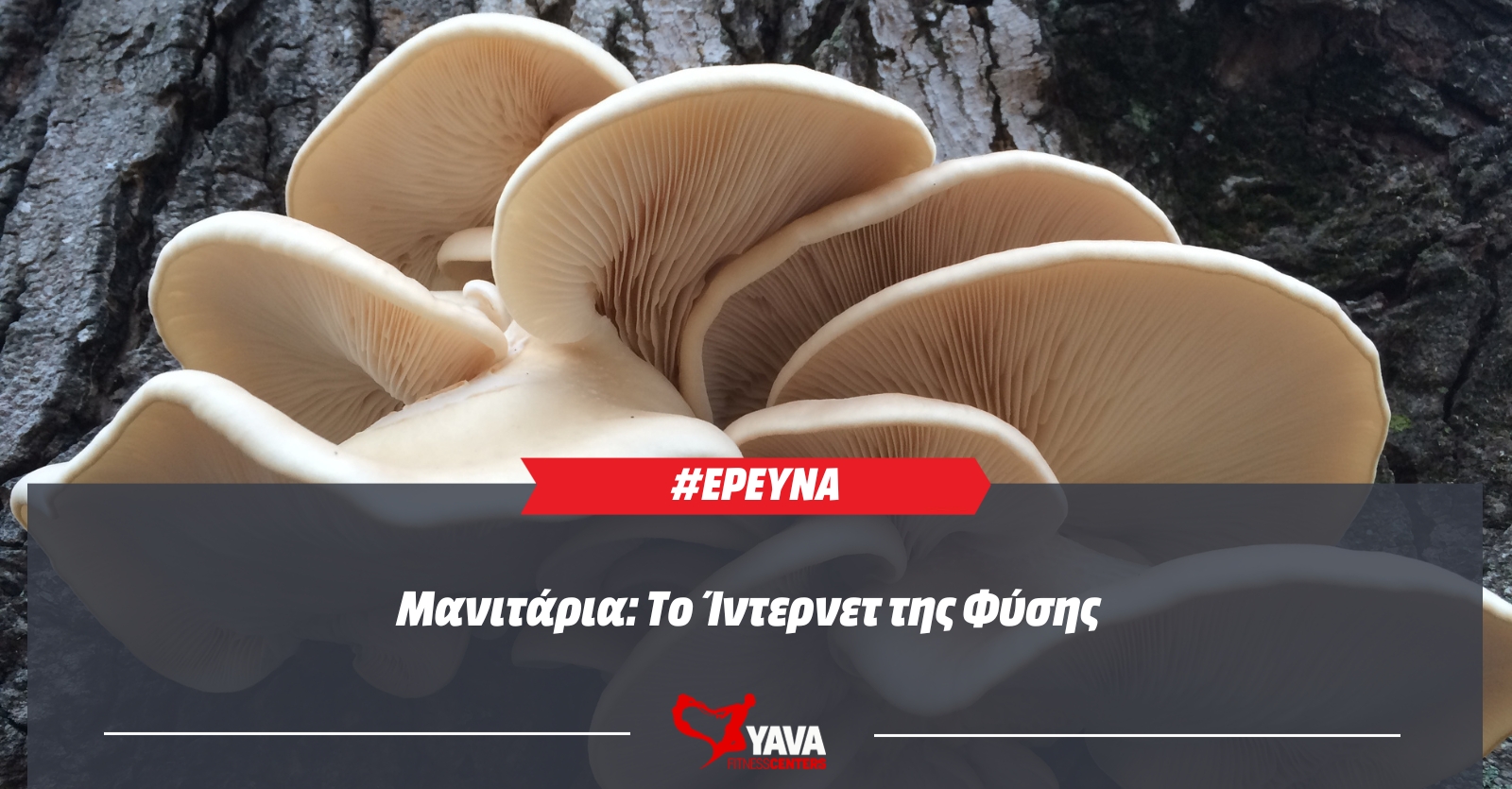 Πώς οι θεραπευτικές ιδιότητες των μανιταριών, η μουσική τους και το ...